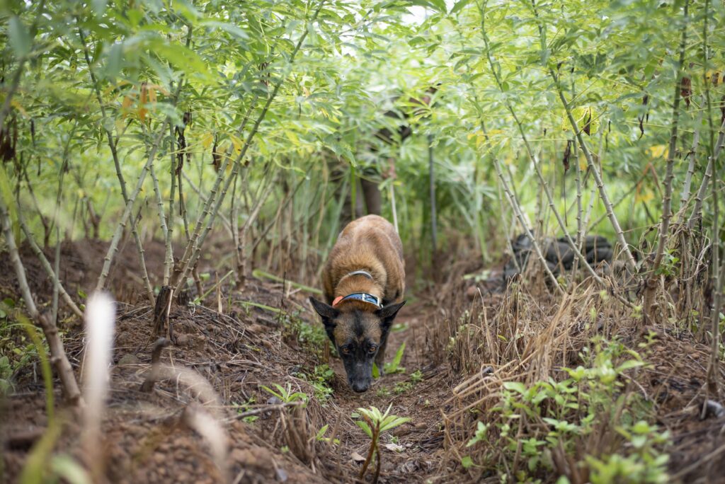 Animal Detectives De-Mine Ukraine - FJC